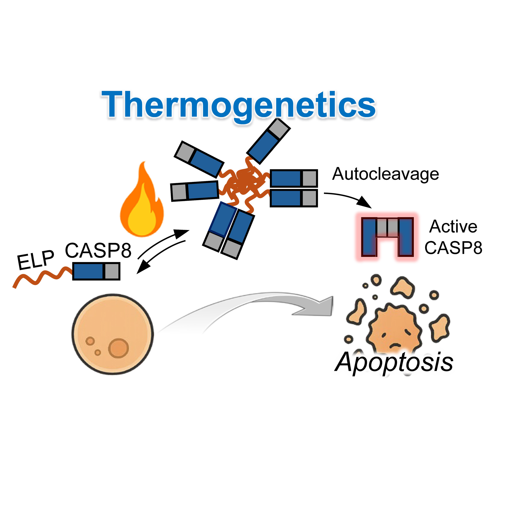 温度変化を“スイッチ”に細胞機能を操る「サーモジェネティクス」〜医療・バイオ分野での応用に期待〜 – 金沢大学